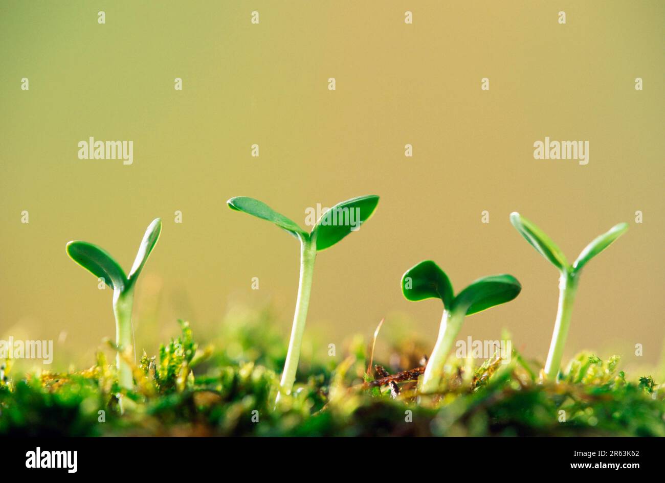 Sunflower seedlings, sprouts Stock Photo - Alamy