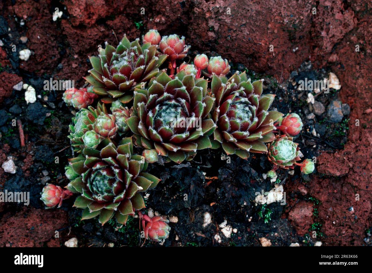 Cobweb Houseleek (Sempervivum arachnoideum) (Sedum arachnoideum ...