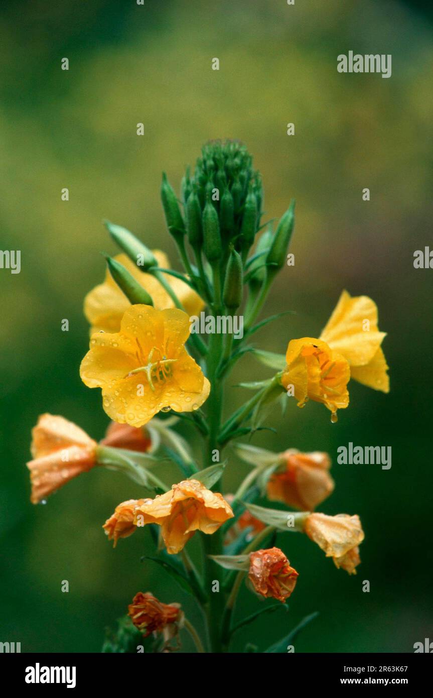 Common evening primrose (Oenothera biennis), Common Evening Primrose ...