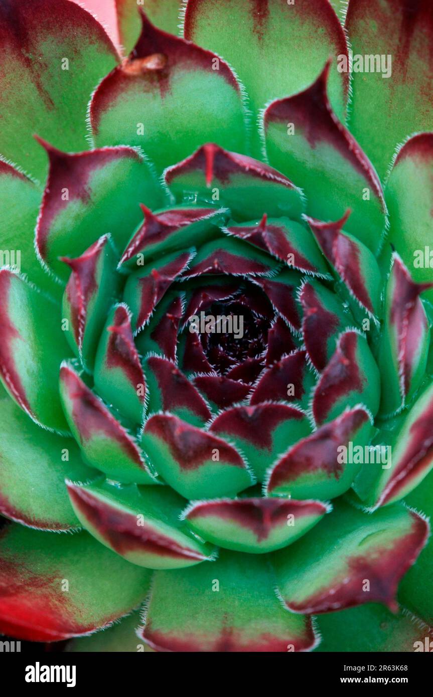 Hen houseleek (Sedum tectorum), Common houseleek, Common roofleek ...