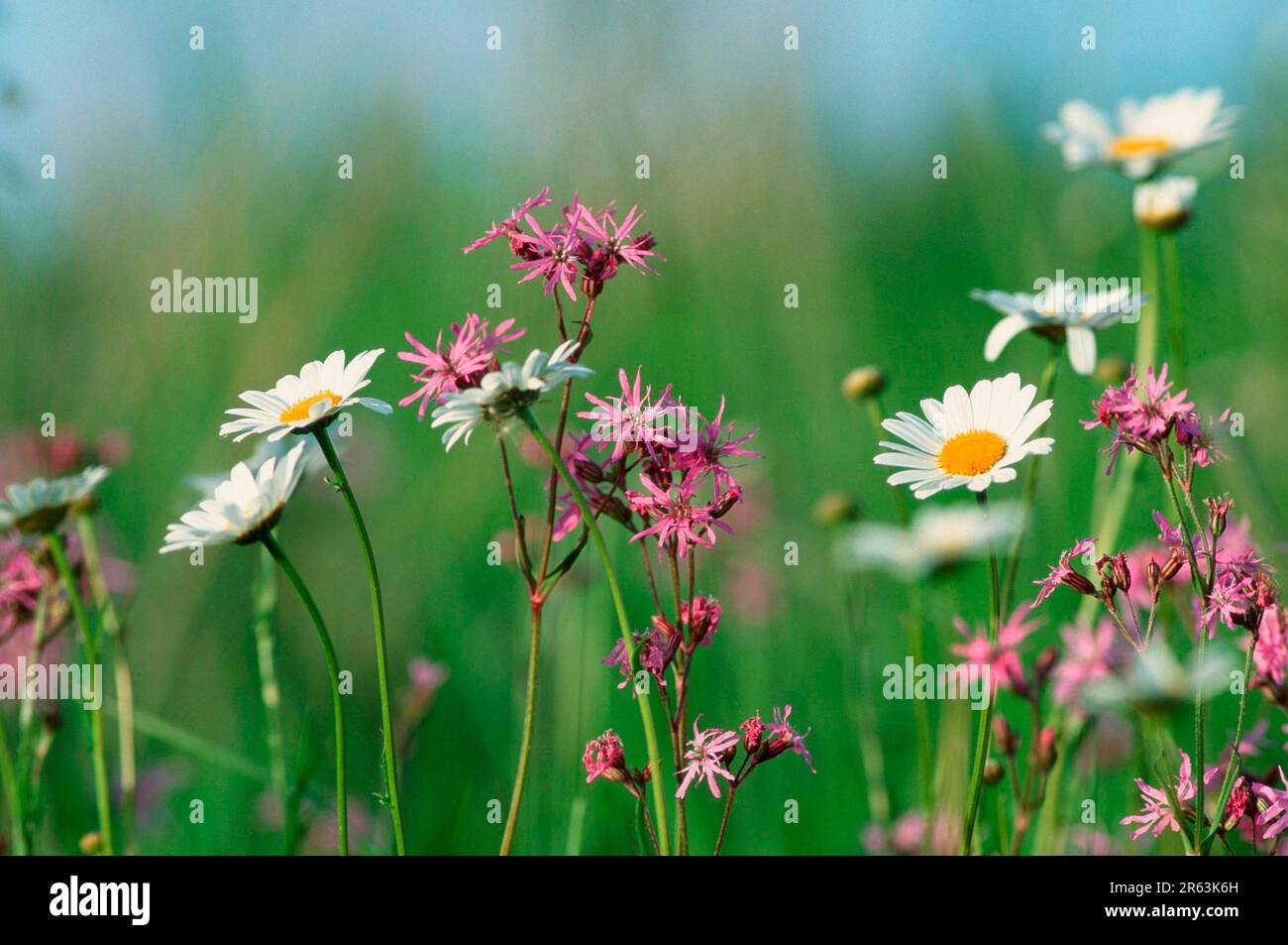 Robin and oxeye, ragged robins (Lychnis flos-cuculi) Meadow daisy ...