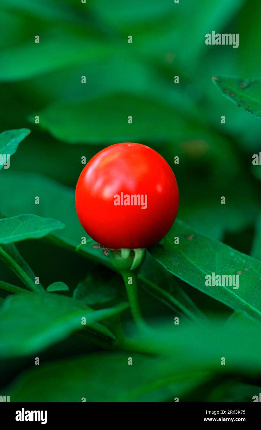 Solanaceae nachtschattengewaechse hi-res stock photography and images ...