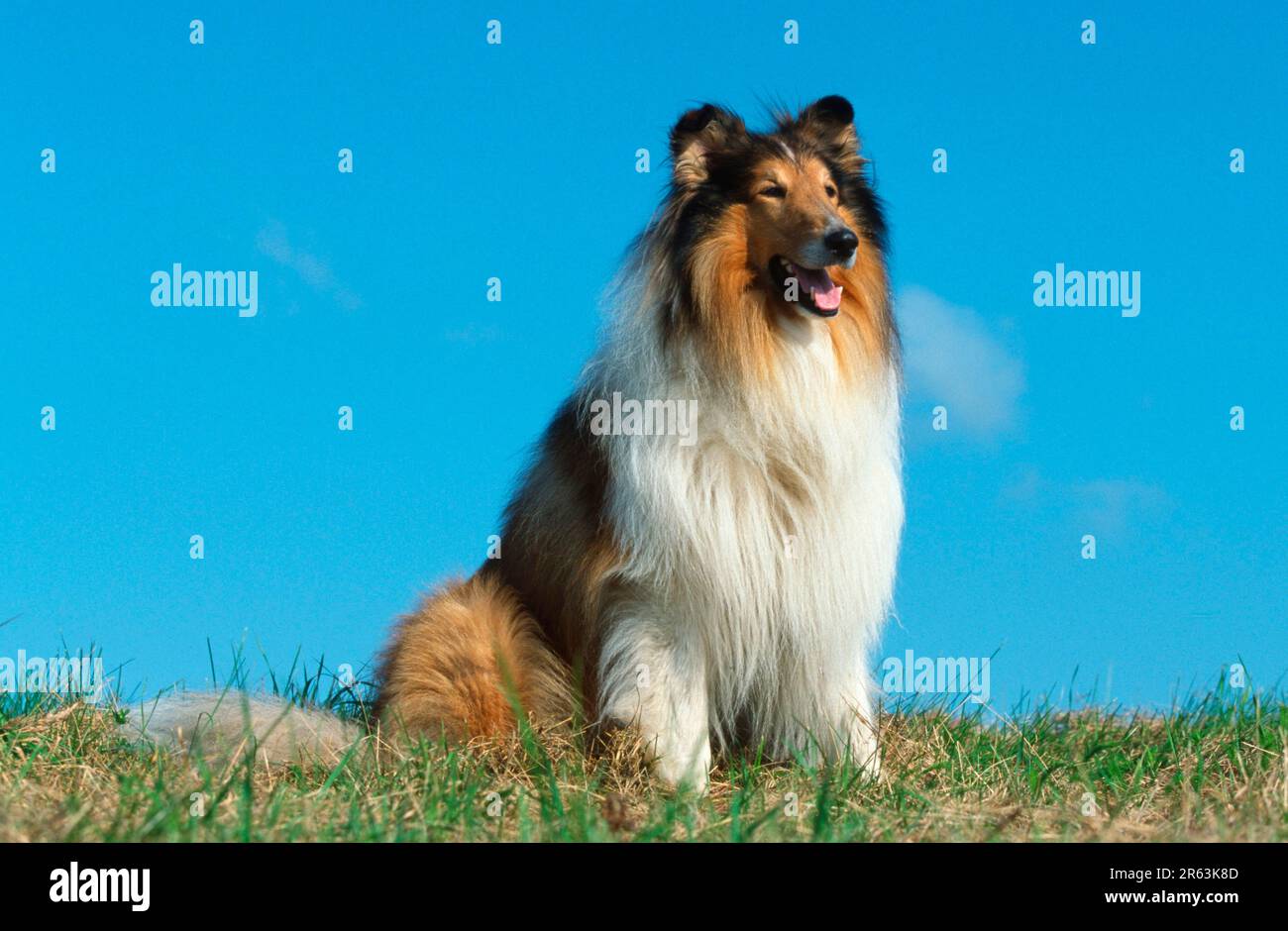 Rough collie hi-res stock photography and images - Alamy