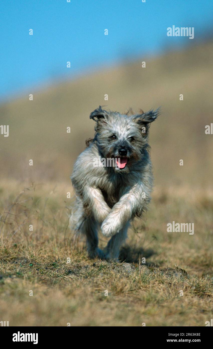 Pyrenean Shepherd, running, Berger des Pyrenees, Pyrenean Shepherd ...