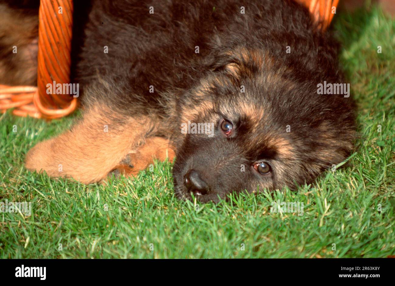 German shepherd, puppy, 8 weeks, Alsatian Stock Photo - Alamy