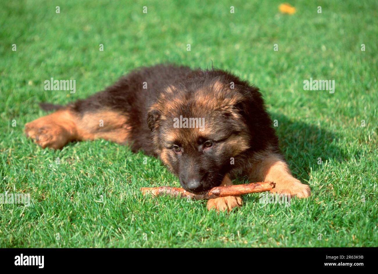 German Shepherd, puppy, 8 weeks old, German Shepherd, Alsatian, puppy ...