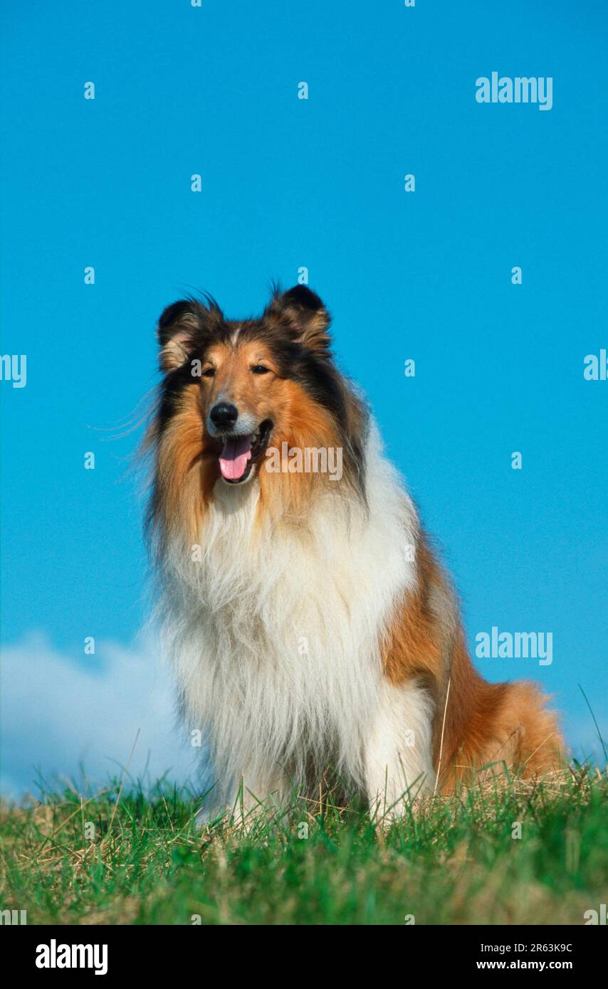 Rough collie hi-res stock photography and images - Alamy