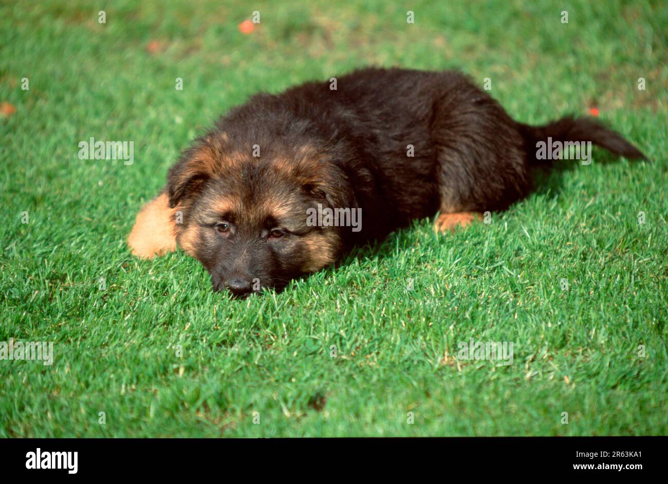 German shepherd, puppy, 8 weeks, Alsatian Stock Photo - Alamy