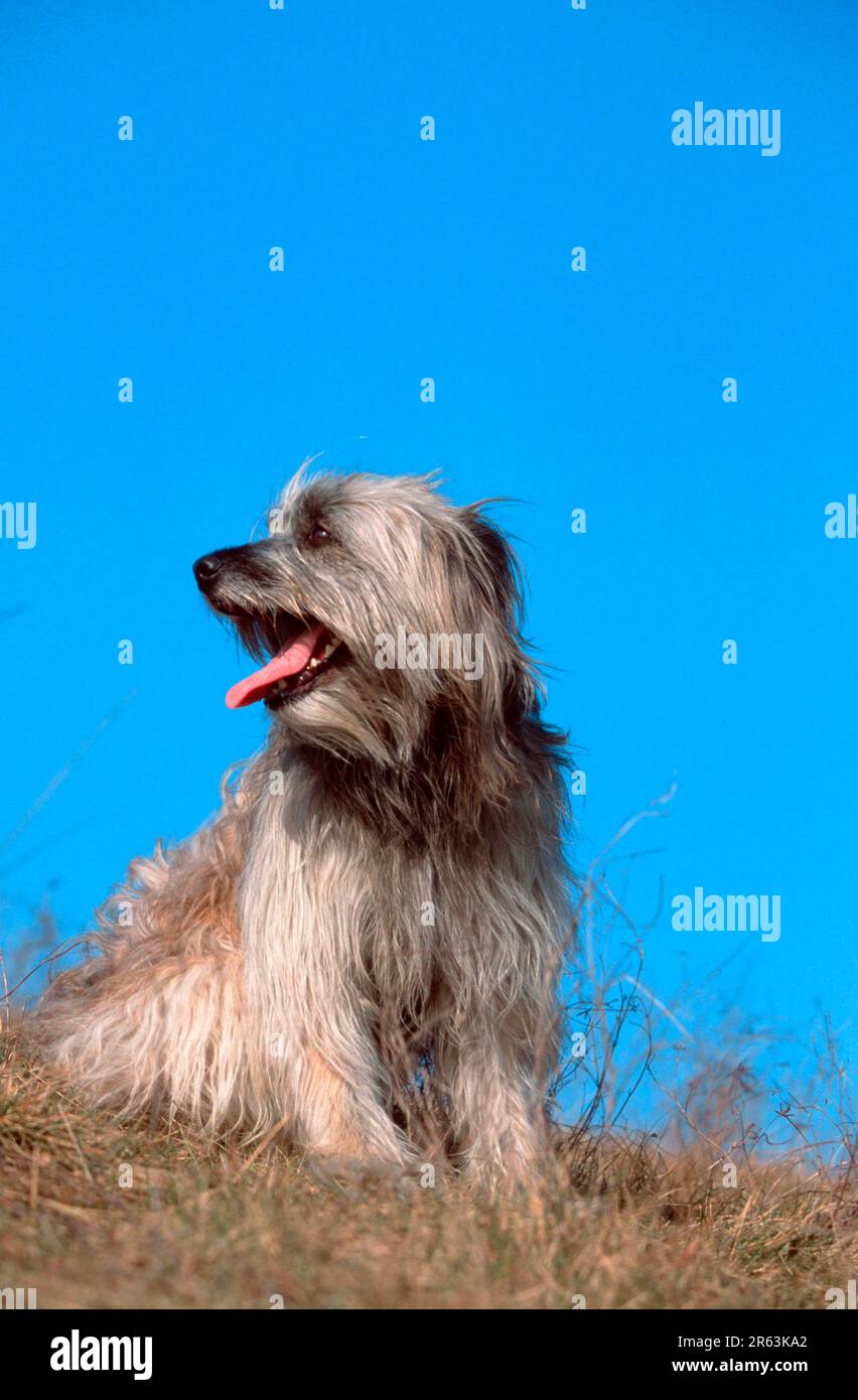 Pyrenean Shepherd, Berger des Pyrenees, Pyrenean Shepherd (Pyrenean ...