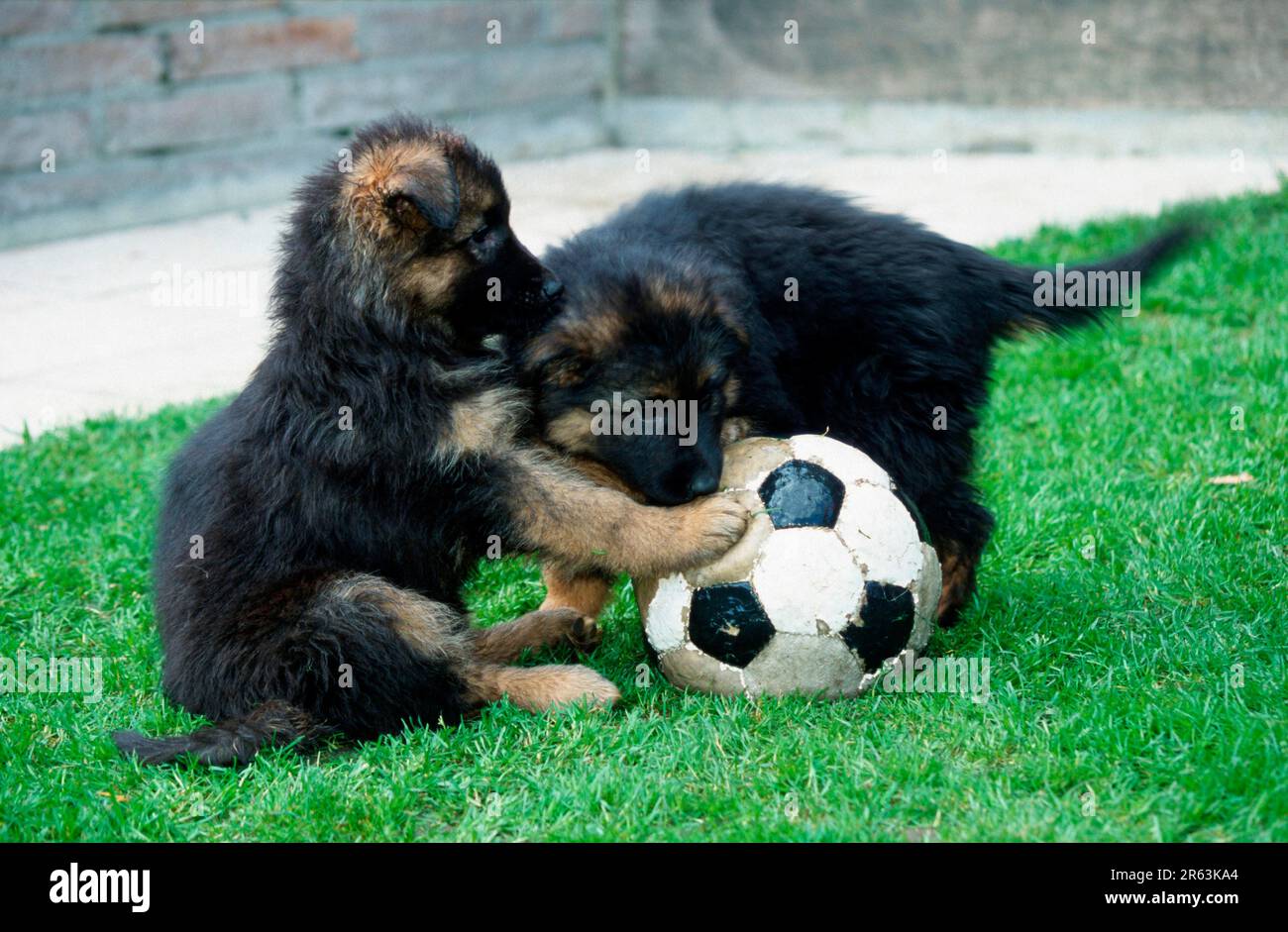 Dogs Playing Football
