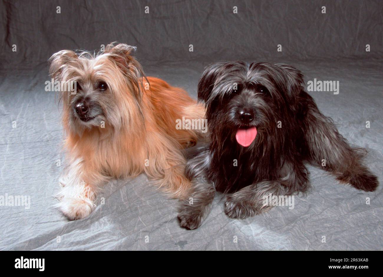 Pyrenean Shepherd Dog, Berger des Pyrenees, Pyrenean Shepherds ...