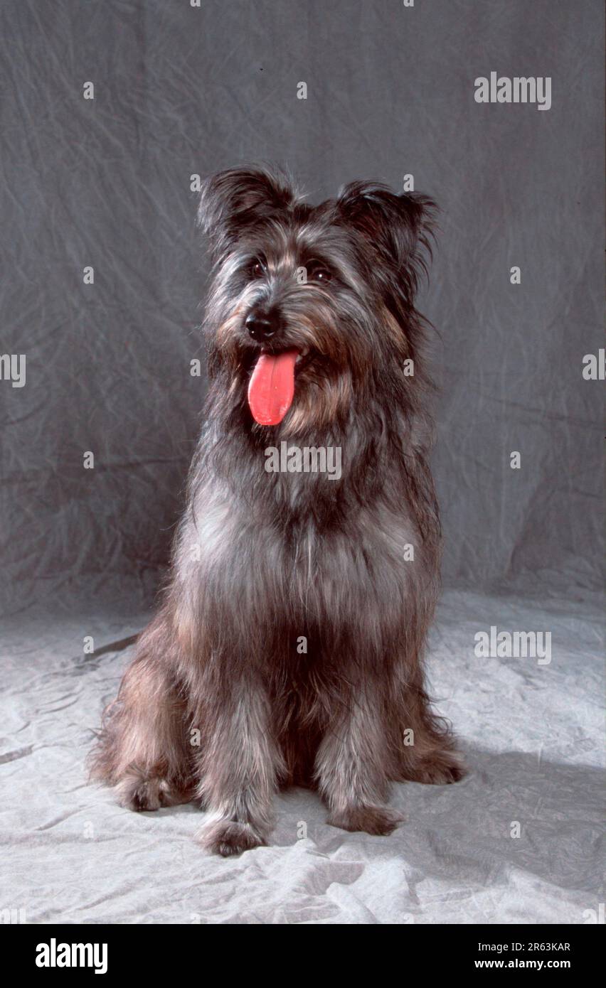 Pyrenean Shepherd, Berger des Pyrenees, Pyrenean Shepherd (Pyrenees ...