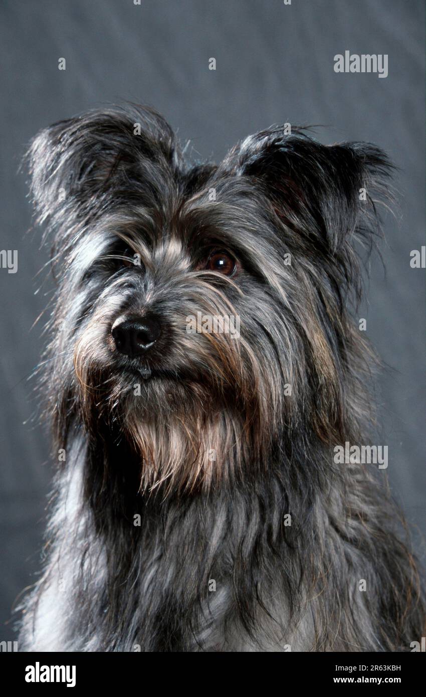 Pyrenean Shepherd, Berger des Pyrenees, Pyrenean Shepherd (Pyrenees ...