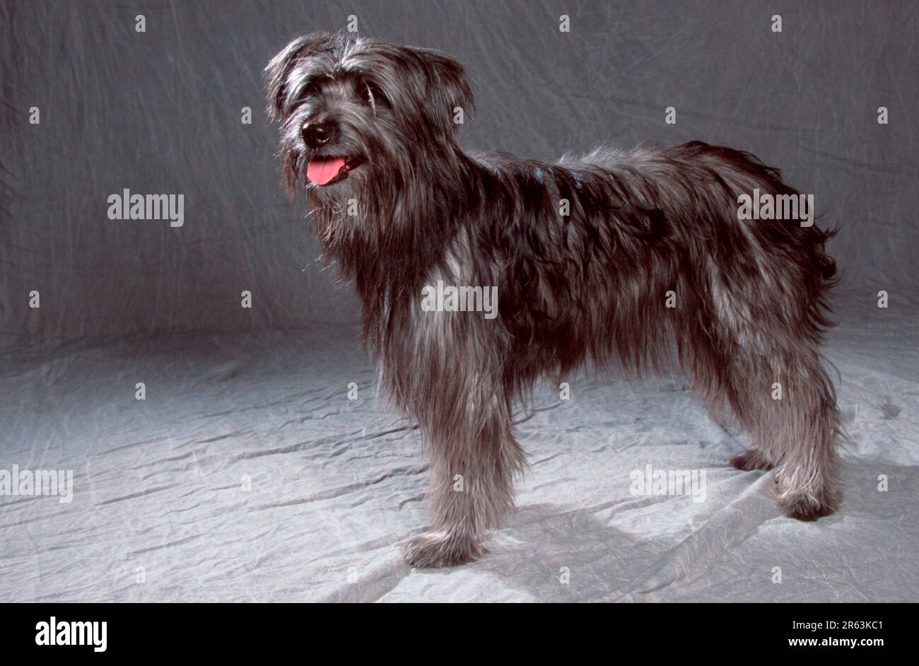 Pyrenean Shepherd, Berger des Pyrenees, Pyrenean Shepherd (Pyrenees ...