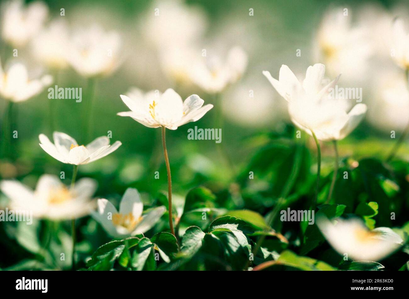 Adonis anemone hi-res stock photography and images - Alamy