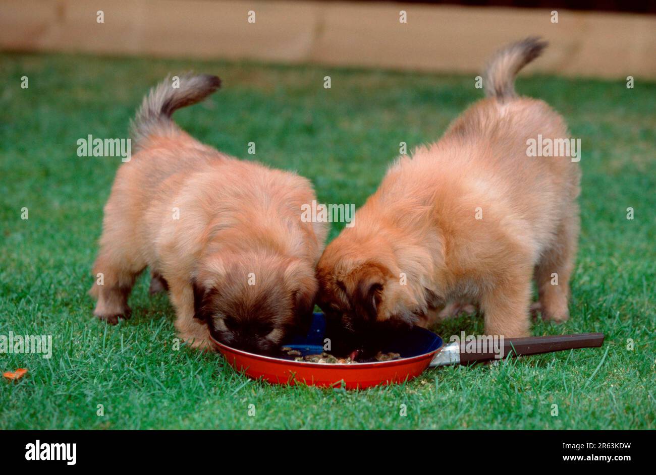 Pyrenean Shepherds, puppies, 7 weeks, eating together, Berger des ...