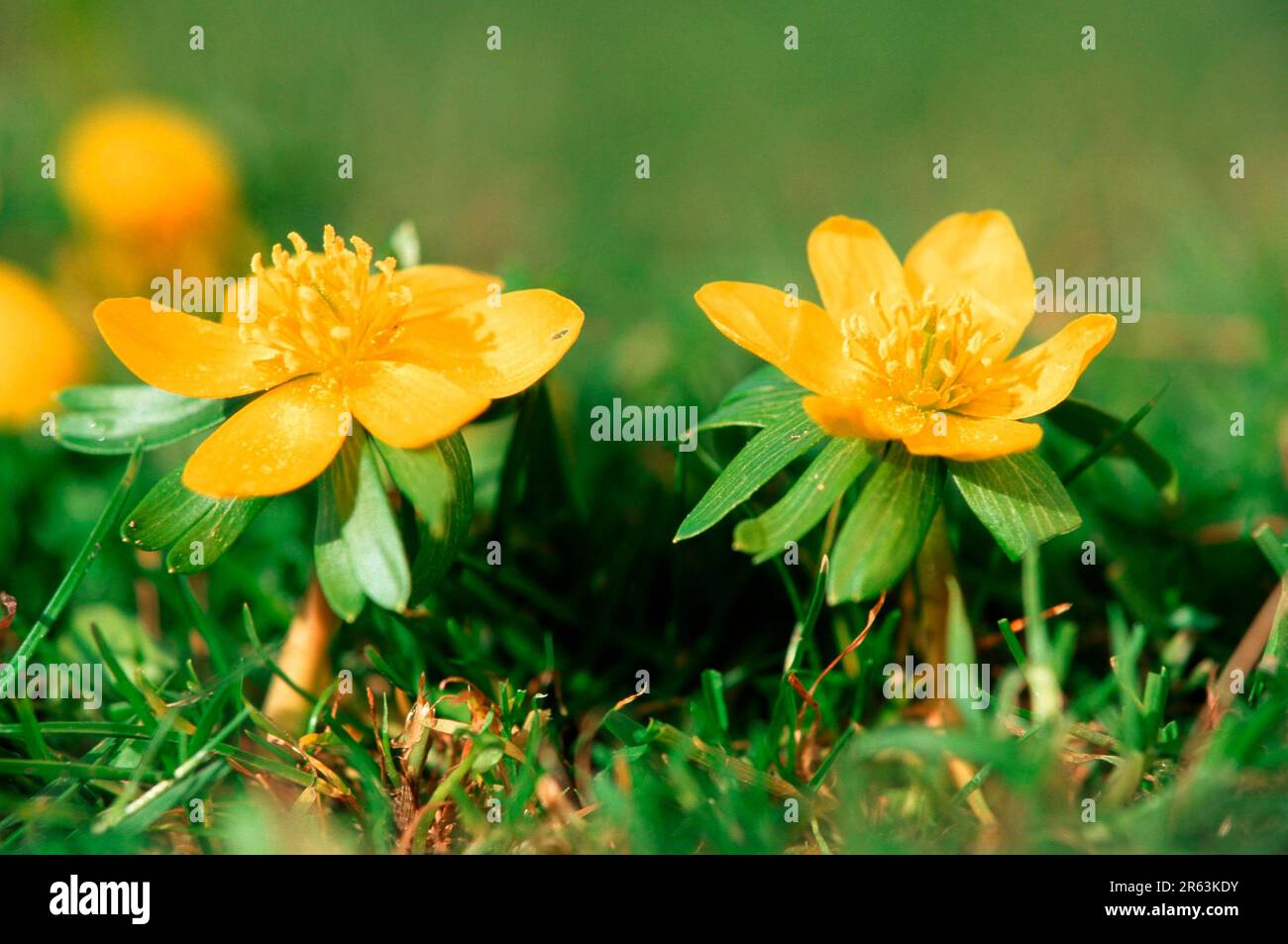 Winter Aconite (Eranthis hyemalis), Kleiner Winterling, [Pflanzen ...