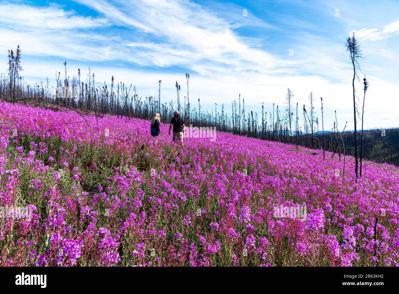 Two people, man woman couple walking through a field of stunning ...