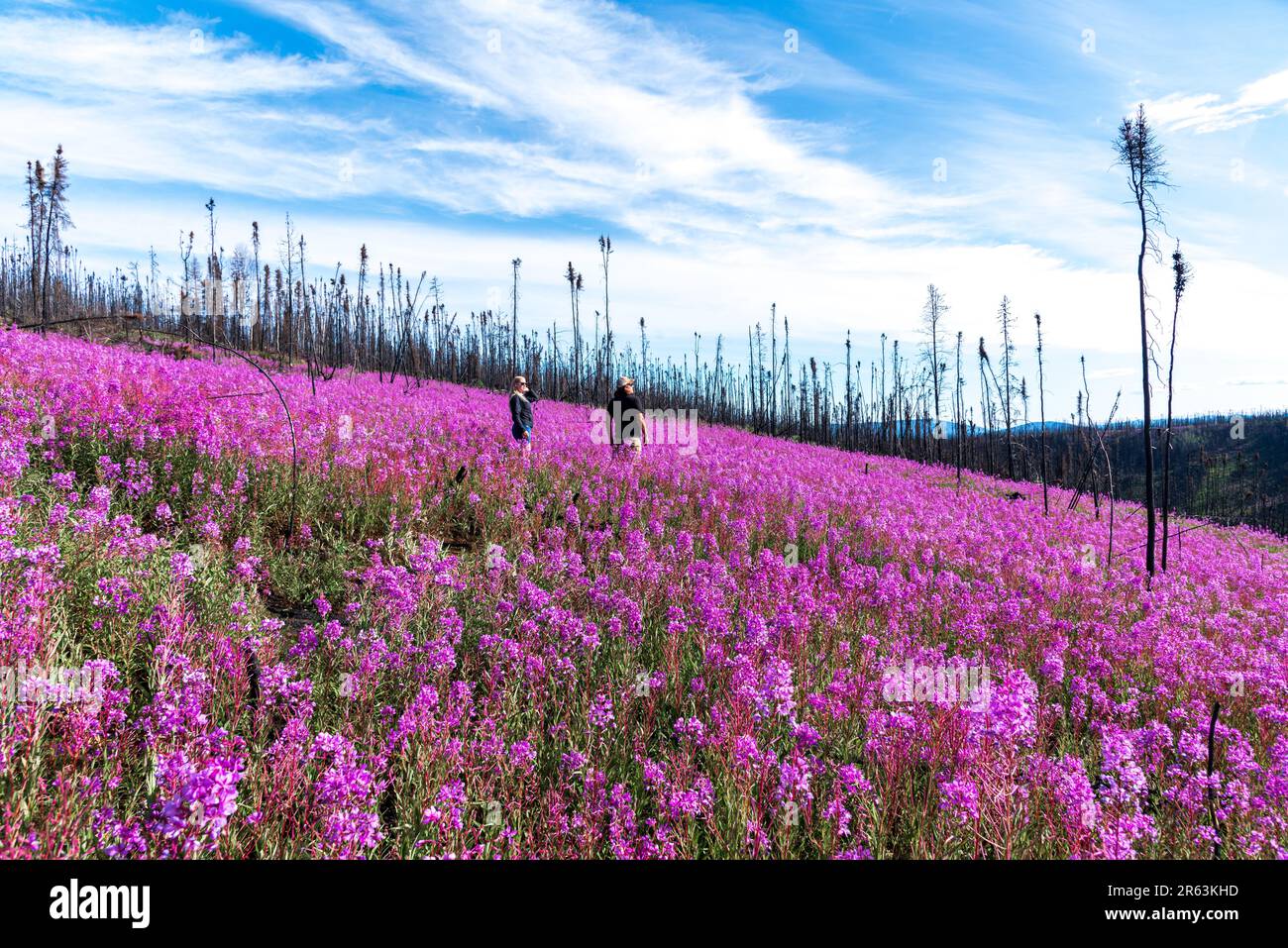 Two people, man woman couple walking through a field of stunning ...