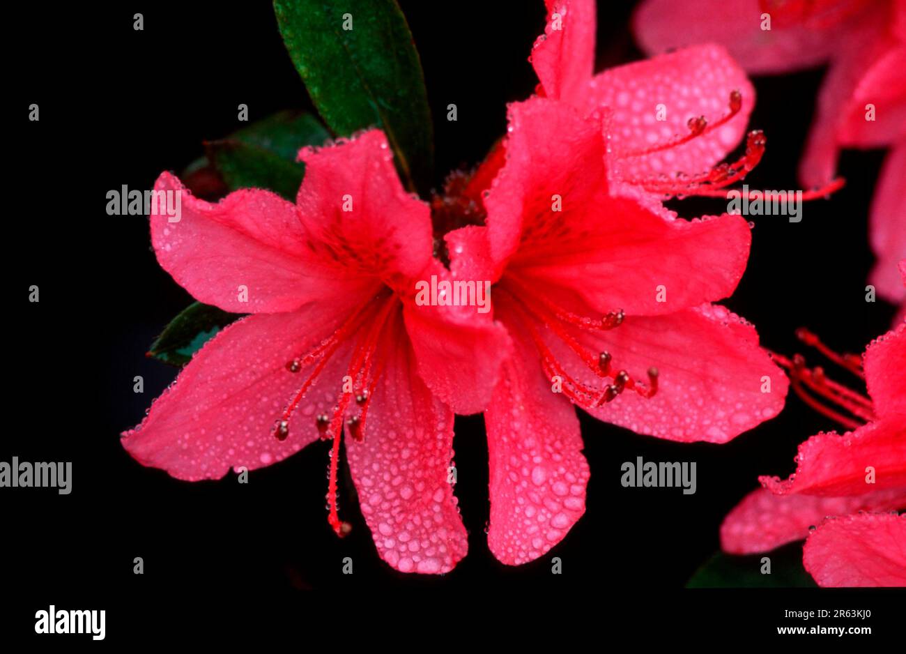 Rhododendron (Shrubs) 'Willy' (Rhododendron kaempferi hybride) (Plants ...