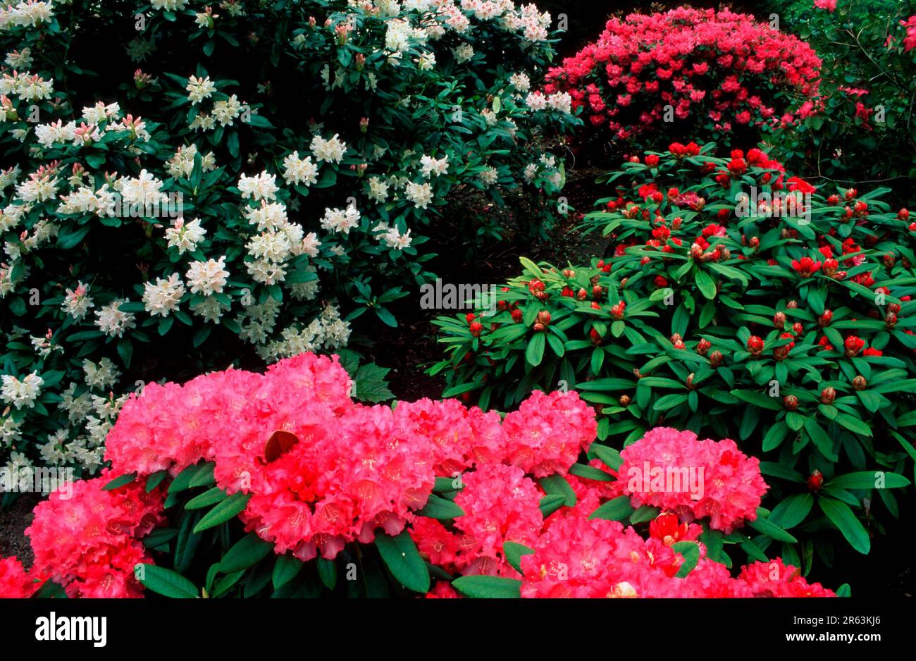Rhododendron (shrubs) (plants) (heath family (Ericaceae) (garden plant ...