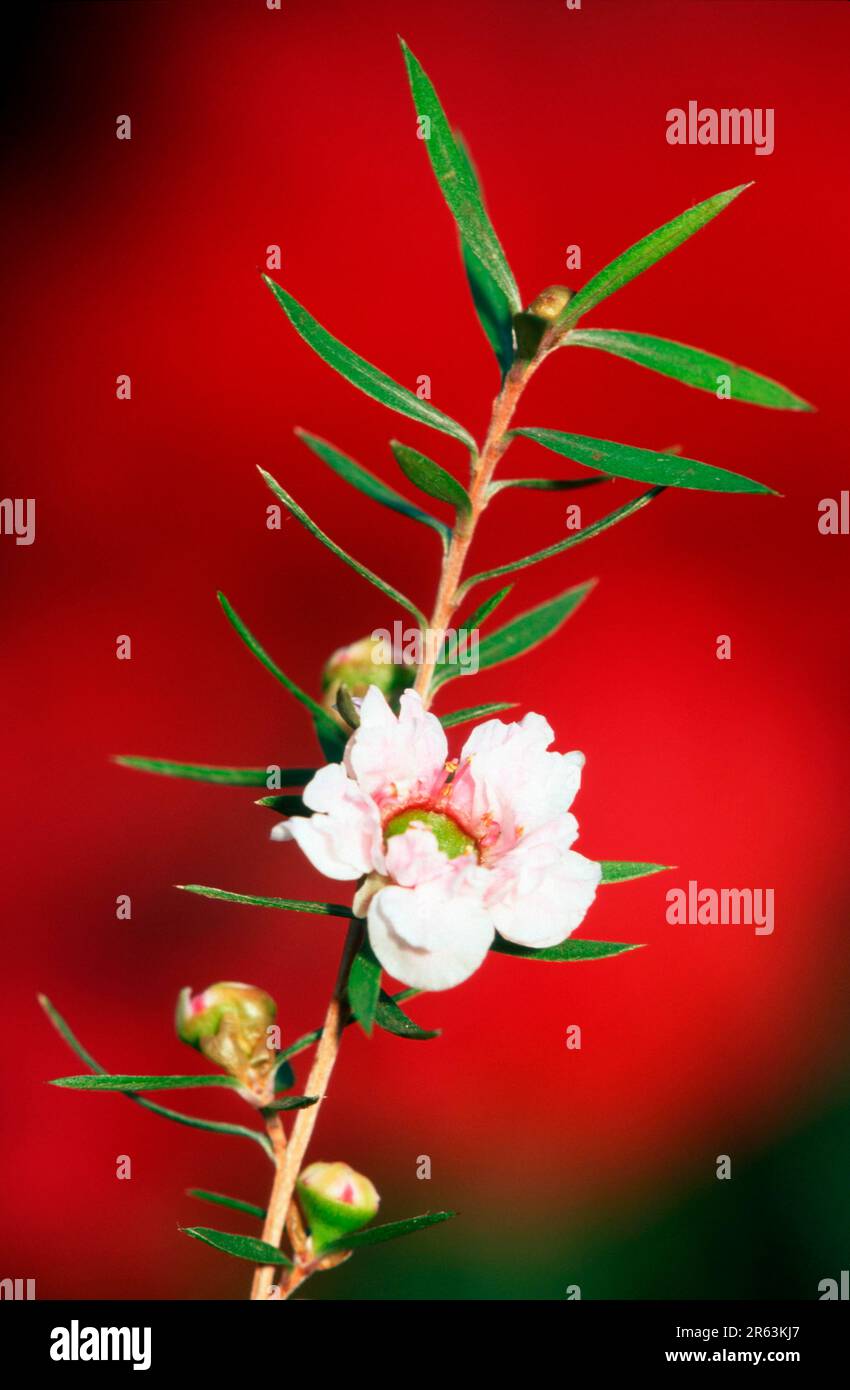 New Zealand manuka (Leptospermum scoparium Stock Photo - Alamy