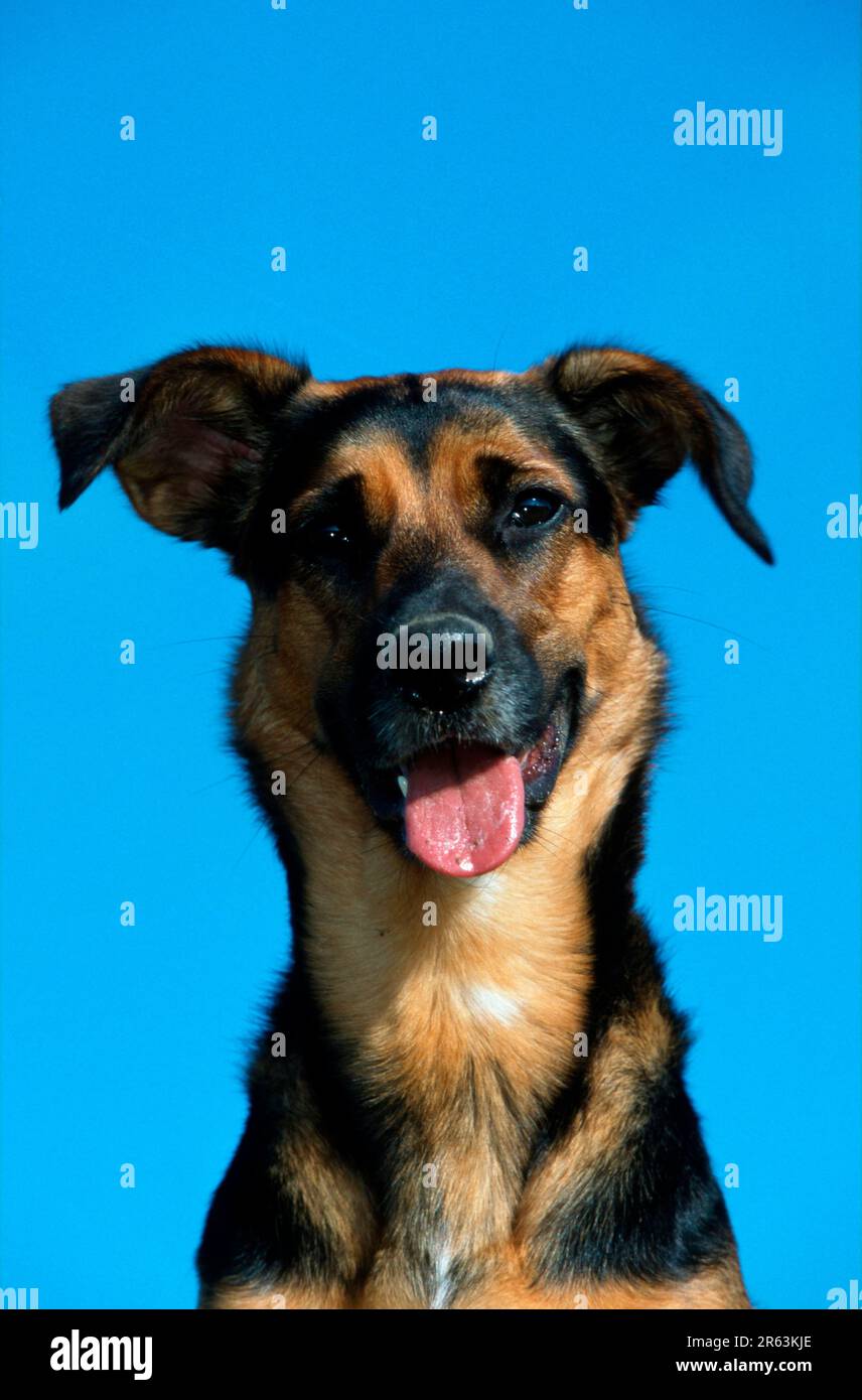 Mixed Breed Dog (animals) (mammals) (mammals) (domestic dog) (domestic ...