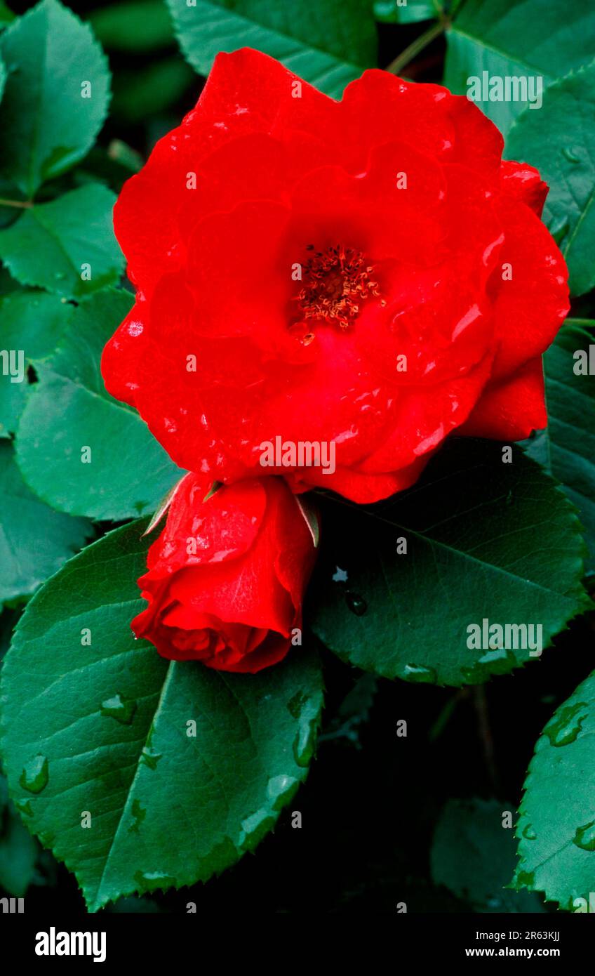 Rose 'Royal Show', shrub (shrubs) rose 'Royal Show' (plants) (rose ...