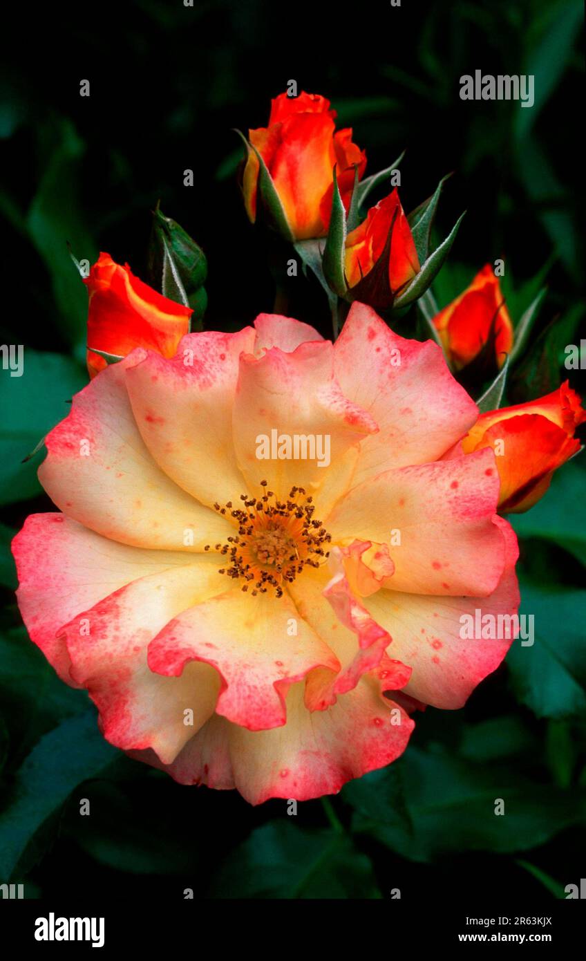 Rose 'Bonanza', Shrub (Shrubs) Rose 'Bonanza' (Plants) (Plants) (Rose ...
