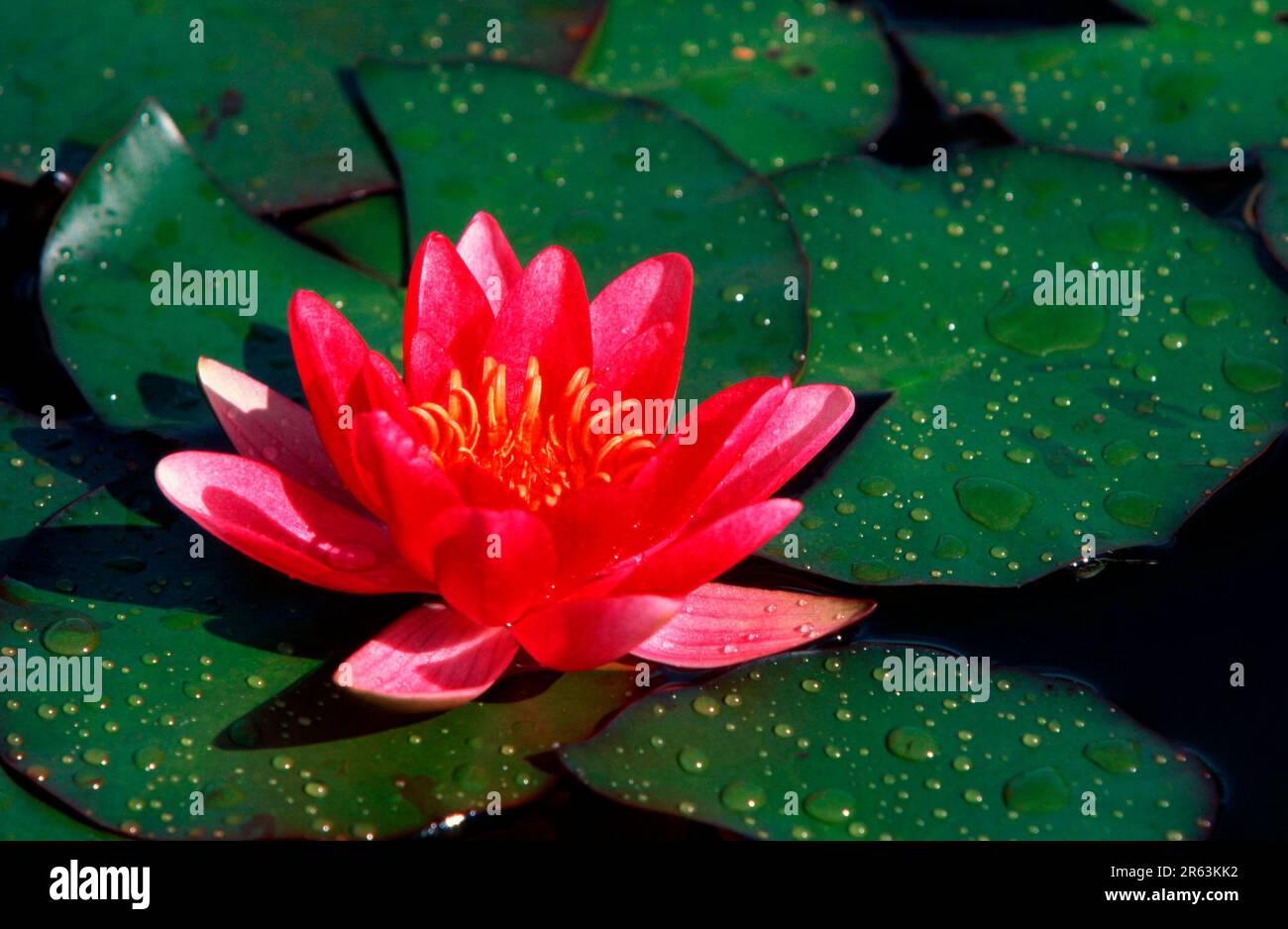 Water Lily 'Rene Gerard' (Nymphaea Hybrid Stock Photo - Alamy
