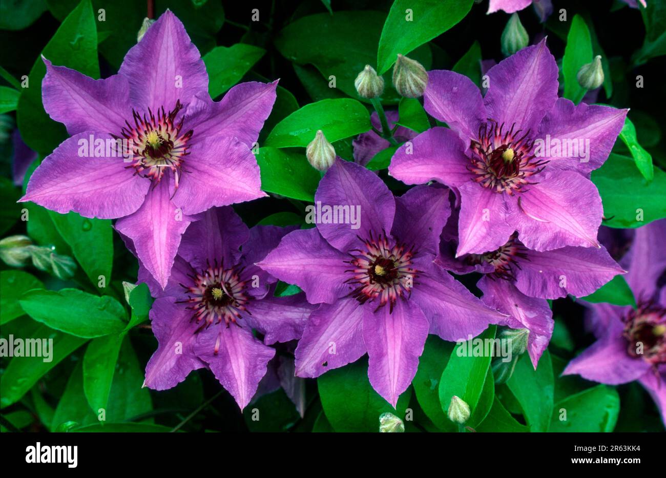 Clematis lilac hi-res stock photography and images - Alamy