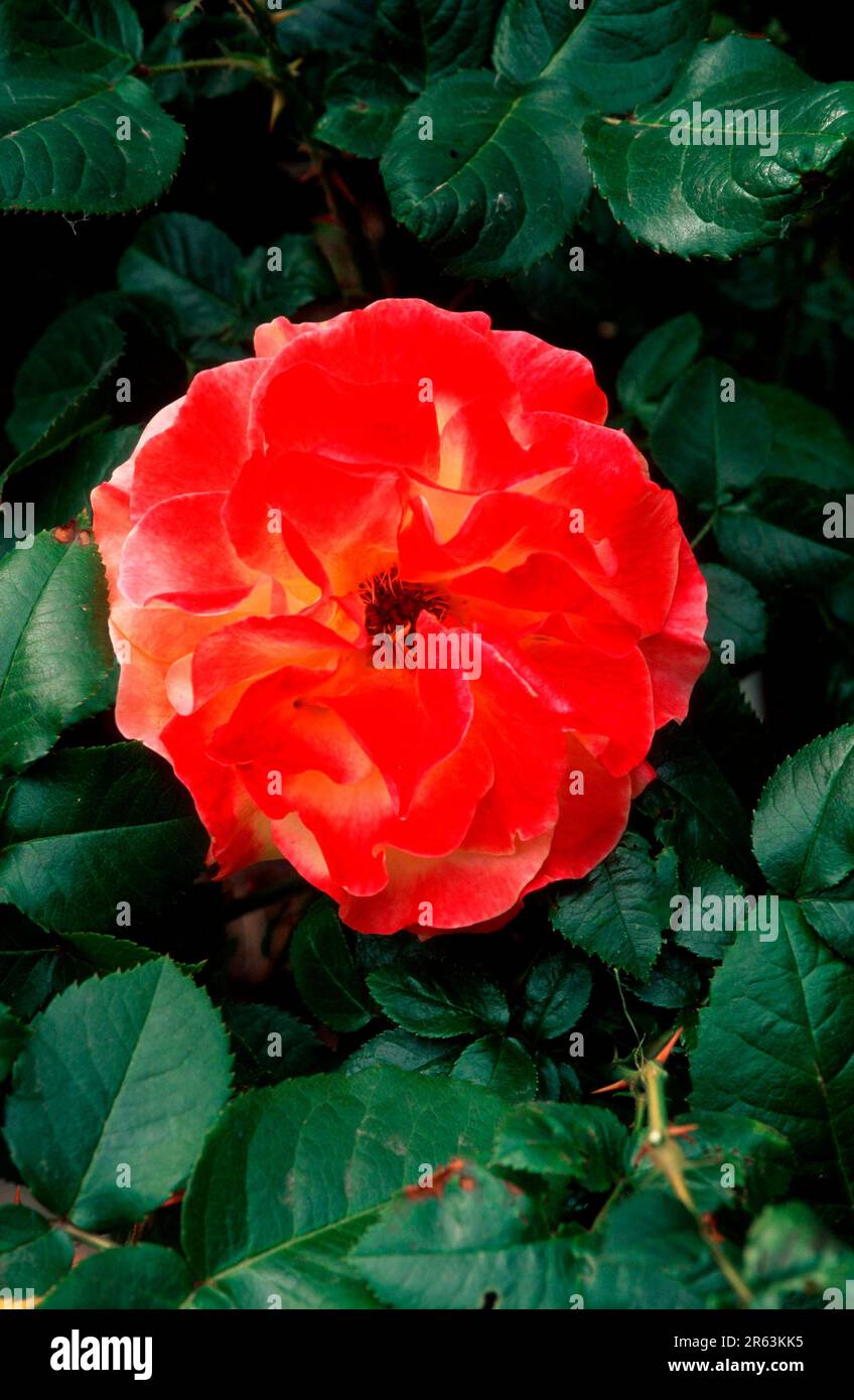 Garden plant plants shrub shrubs hi-res stock photography and images ...