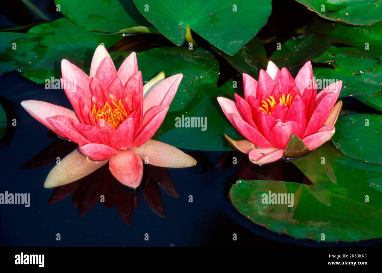 Water Lilies (Nymphaeaceae) 'Rene Gerard' (Nymphaea hybrid), shrub rose ...