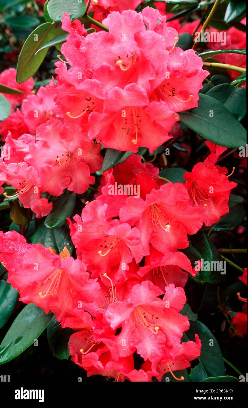 Rhododendron (shrubs) (Rhododendron williamsianum hybride) (plants ...