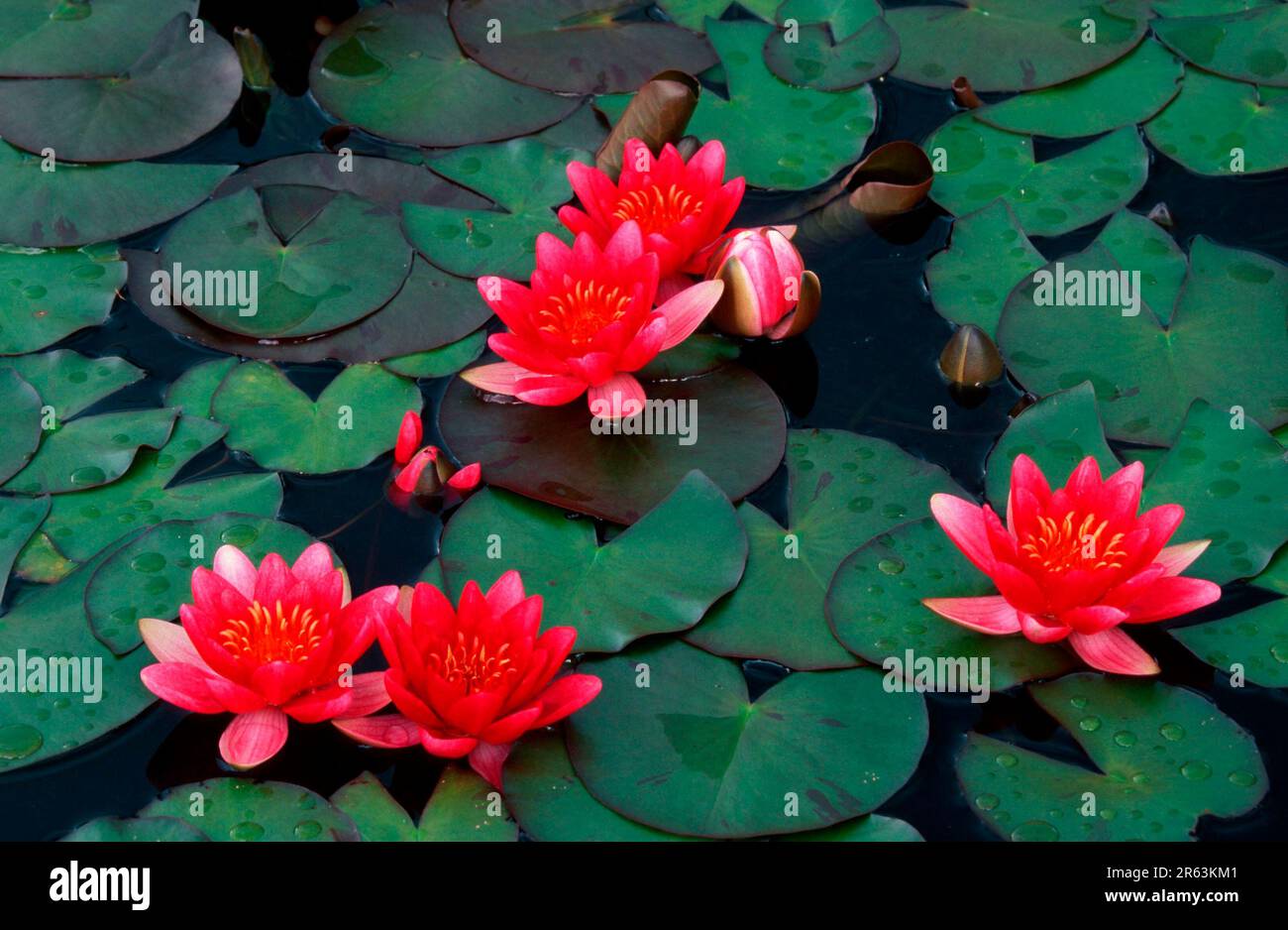 Nymphaea hybrid hi-res stock photography and images - Alamy