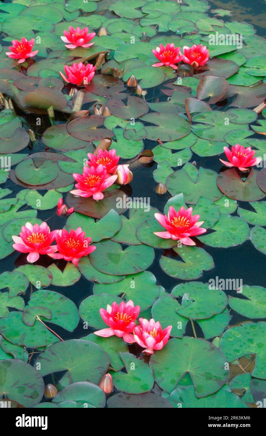 Water Lilies (Nymphaeaceae) 'Rene Gerard' (Nymphaea hybrid), Water ...
