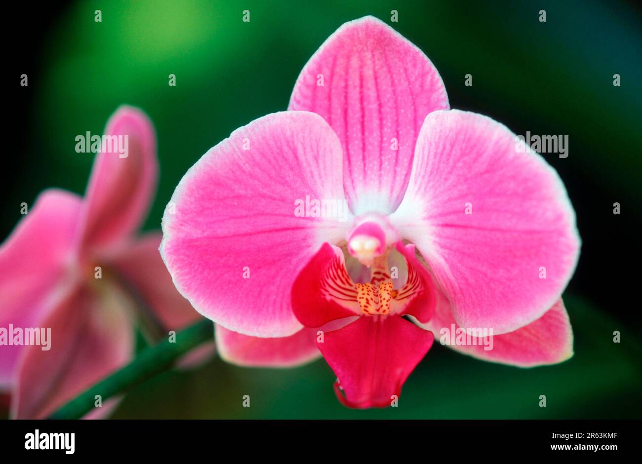 Orchid, flower (Phalaenopsis schilleriana), orchid, flower (plants ...