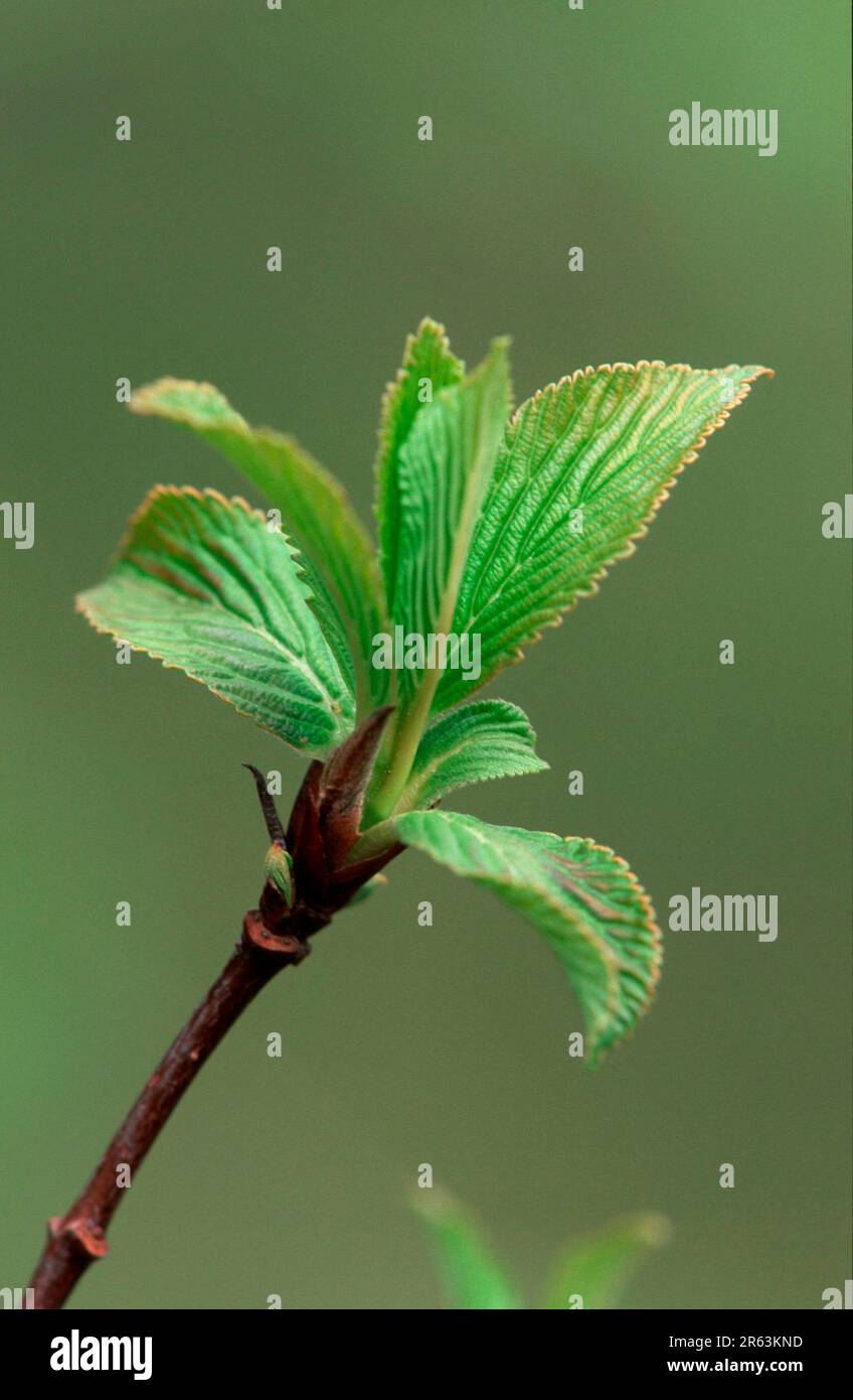 Fragrant (shrubs) snowball Leaves in spring (Fiburnum farreri) (plants ...