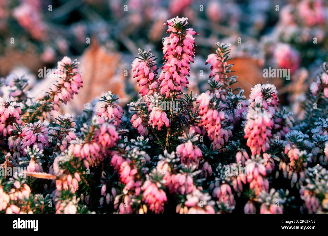 Heath family (Ericaceae) (shrub) (shrubs) (flowering ing) (change ...