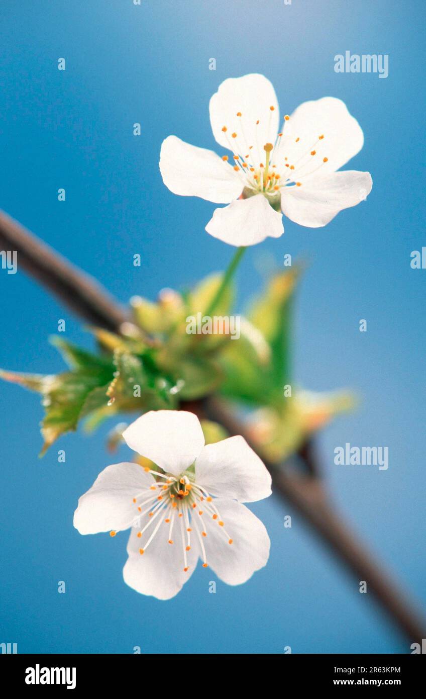 Cherry blossoms, cherry blossoms, plants, white, spring, vertical Stock ...