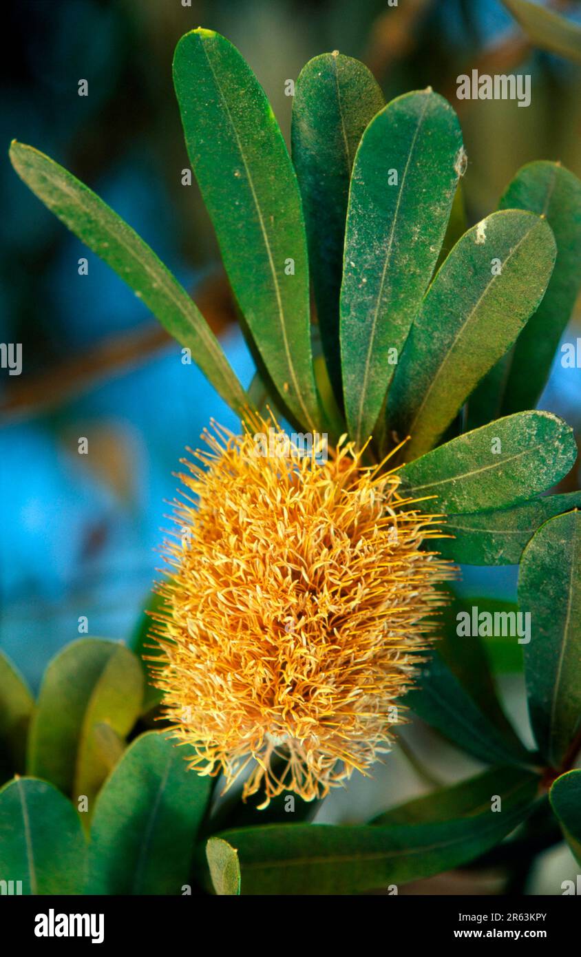(Banksia integrifolia) (plants) (plants) (tree) (trees) (leaf) (leaves ...