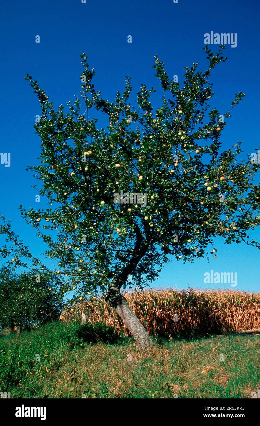 Landscape agricultural apple tree hi-res stock photography and images ...
