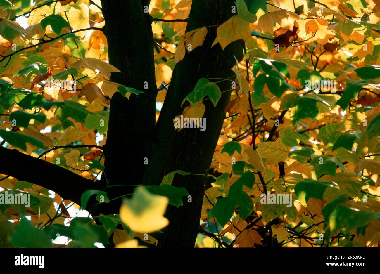 Tulip tree in autumn (Leriodendron tulipifera), America, america ...