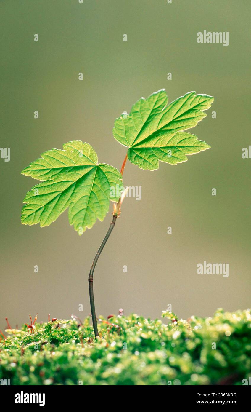 Sycamore (Acer pseudoplatanus), seedling, Bergahorn, Saemling, Pflanzen ...