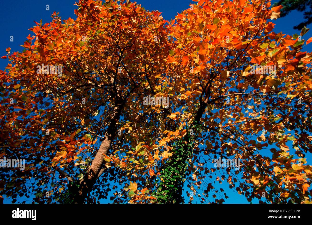 Tulip Trees in autumn (Leriodendron tulipifera), Tulpenbaeume im Herbst ...