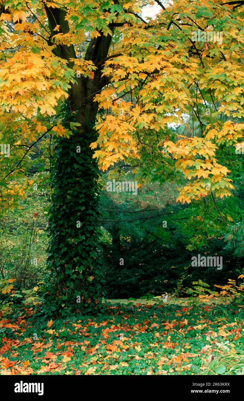 Ivy-covered norway maple (Acer platanoides) in autumn, deciduous tree ...