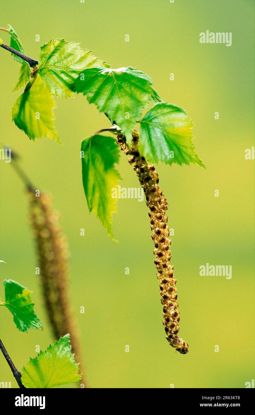 Upright format hi-res stock photography and images - Alamy