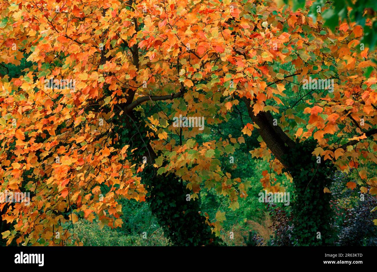 Tulip Trees in autumn (Leriodendron tulipifera), Tulpenbaeume im Herbst ...