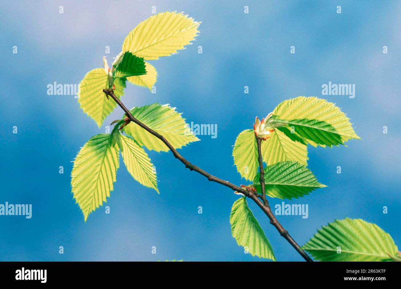 Hornbeam, leaves, european hornbeam (Carpinus betulus), Europe, plants ...