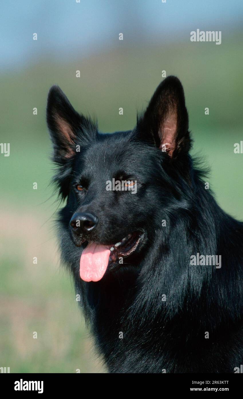 Age German Shepherd Dog Stock Photo - Alamy